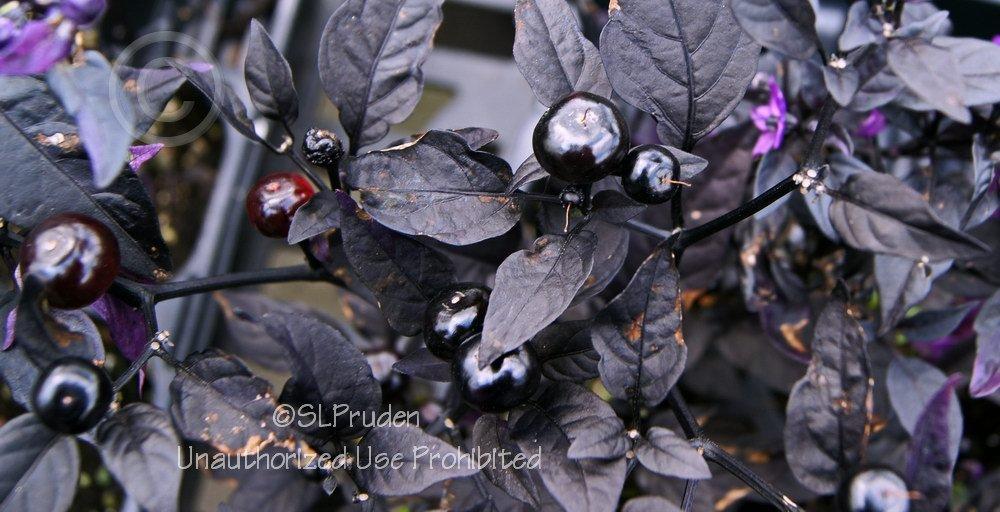 Photo of the fruit of Ornamental Pepper (Capsicum annuum 'Purple Flash ...