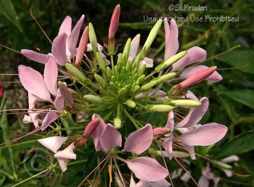 Photo of the closeup of buds, sepals and receptacles of Spider Flower ...
