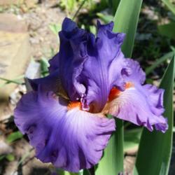 Tall Bearded Iris (Iris 'Twilight Blaze') in the Irises Database ...