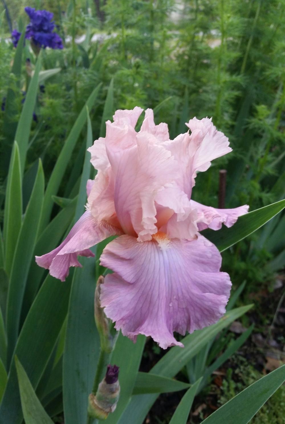 Photo of the bloom of Tall Bearded Iris (Iris 'Pond Lily') posted by ...
