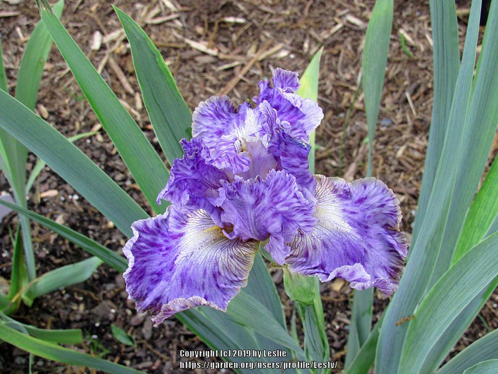 Tall Bearded Iris (Iris 'Mind Boggling') in the Irises Database ...