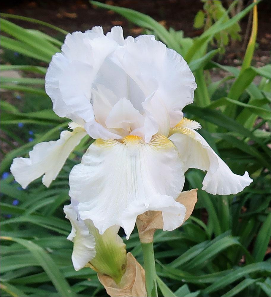 Tall Bearded Iris (Iris 'High Ho Silver') in the Irises Database ...