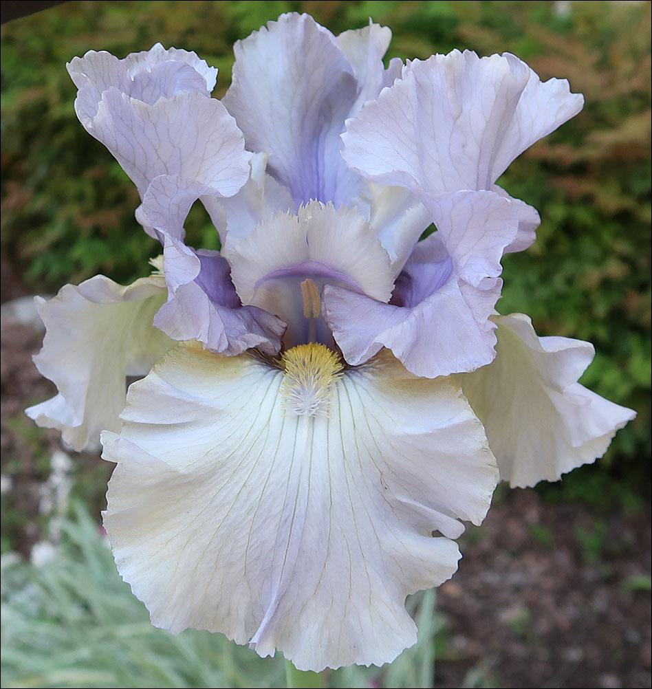 Tall Bearded Iris (Iris 'Mosby's Ghost') in the Irises Database ...