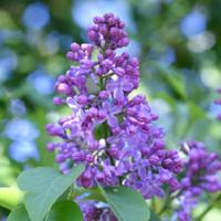 The Main Plant entry for Lilacs (Syringa) - Garden.org