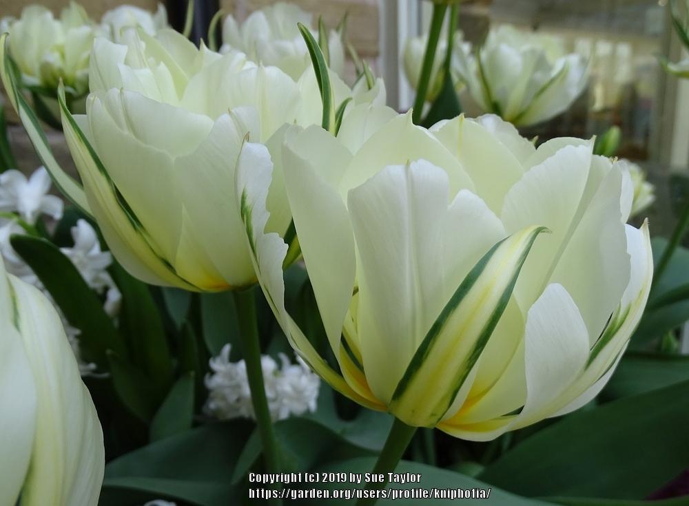 Tulip (Tulipa 'Exotic Emperor') in the Tulips Database - Garden.org