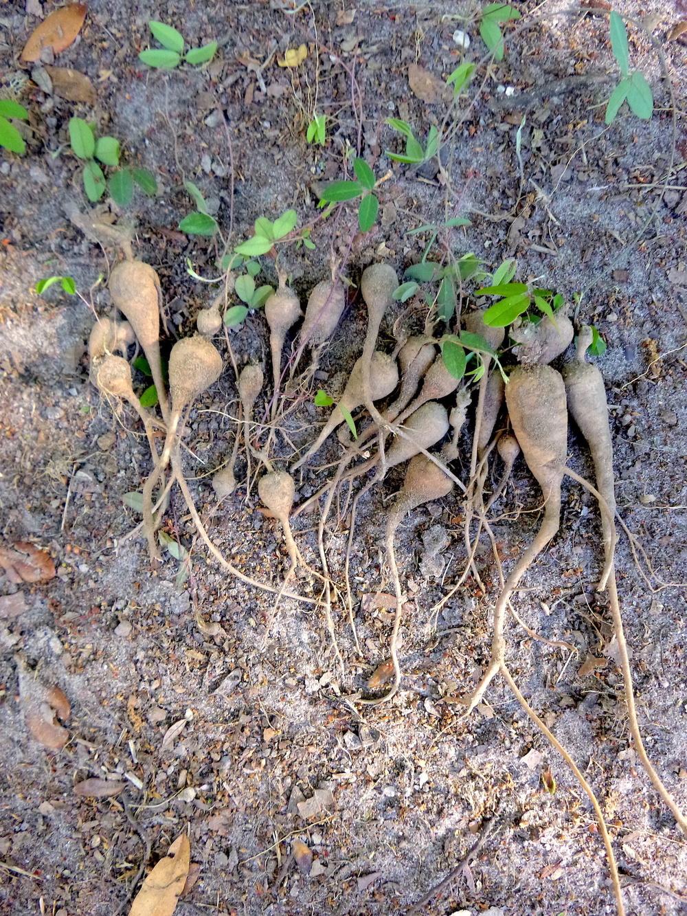 Eastern Milkpea (Galactia regularis) - Garden.org