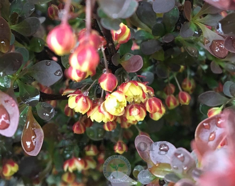 Japanese Barberry (Berberis thunbergii Pygmy Ruby™) in the Barberries ...