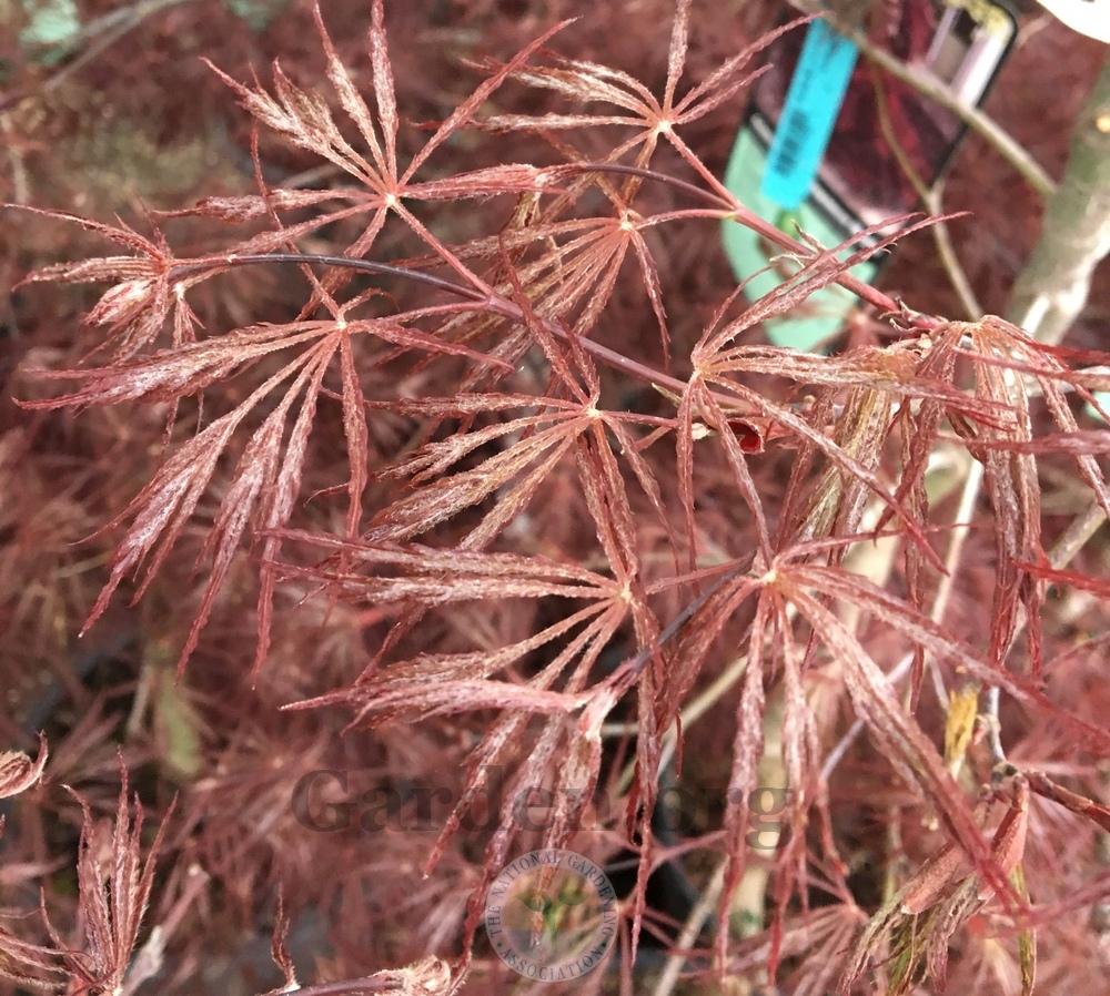 Photo of the emerging growth of Cutleaf Japanese Maple (Acer palmatum ...