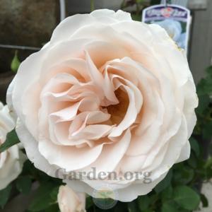 Rose (Rosa 'Easy Spirit') in the Roses Database - Garden.org