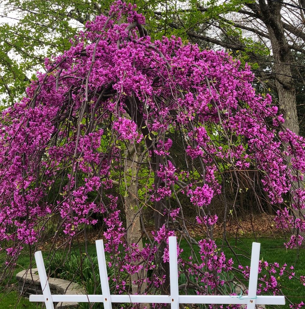 Chinese Redbud (Cercis chinensis) - Garden.org