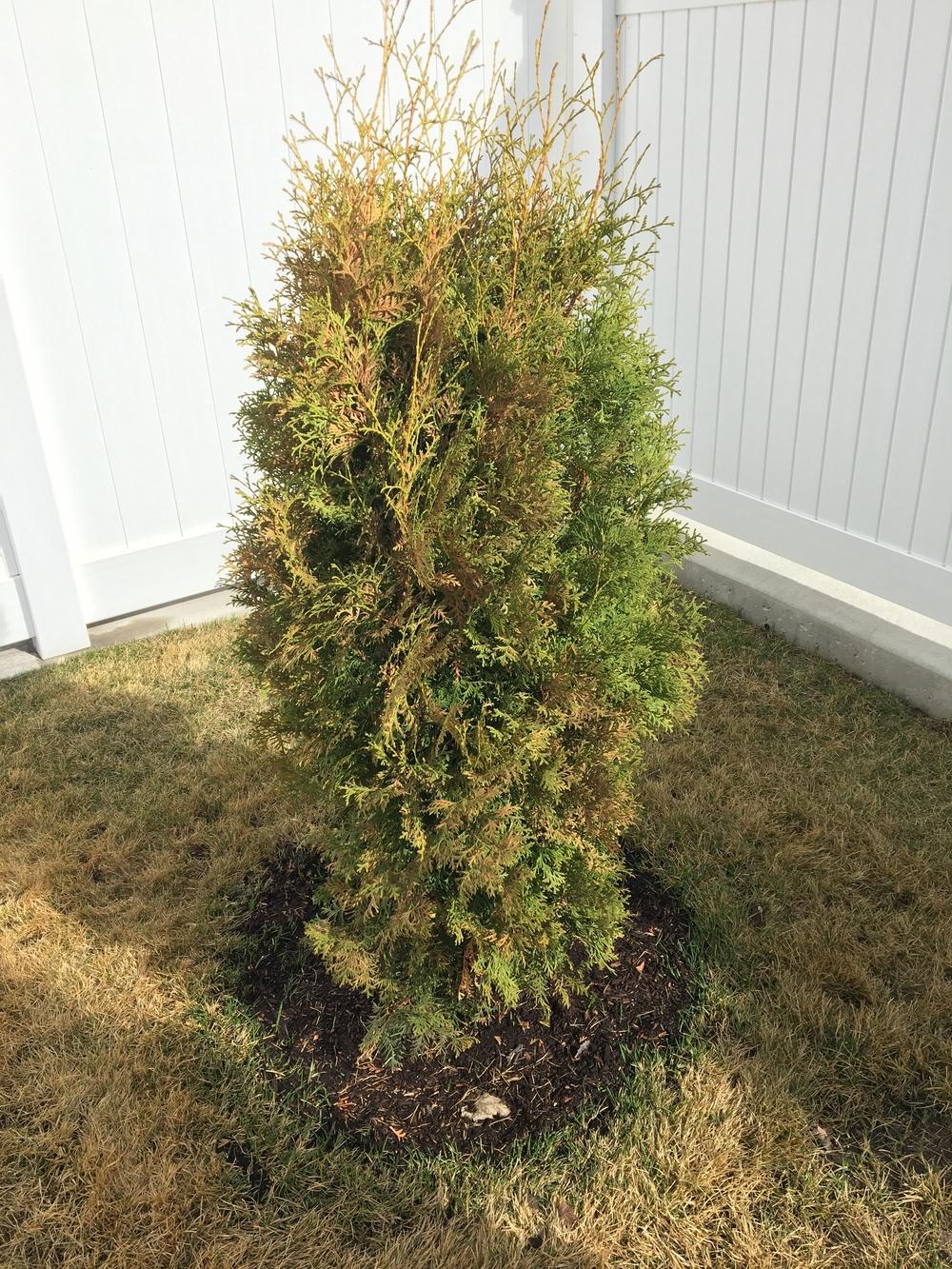 Brandon Cedar dying? in the Trees and Shrubs forum - Garden.org