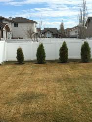 Brandon Cedar dying? in the Trees and Shrubs forum - Garden.org