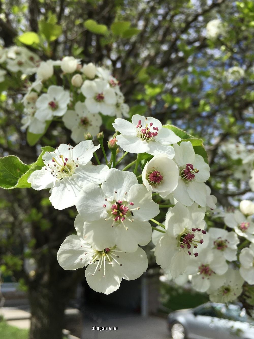Pears: Plant Care and Collection of Varieties - Garden.org