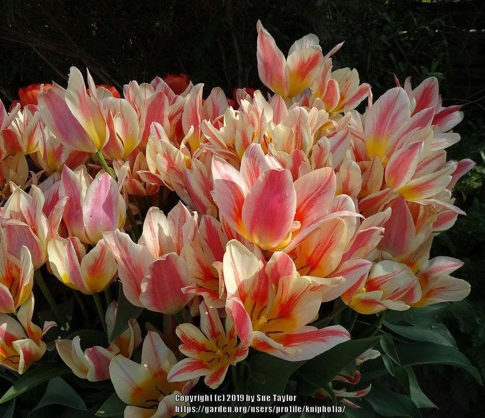 Photo of the bloom of Greigii Tulip (Tulipa 'Quebec') posted by ...