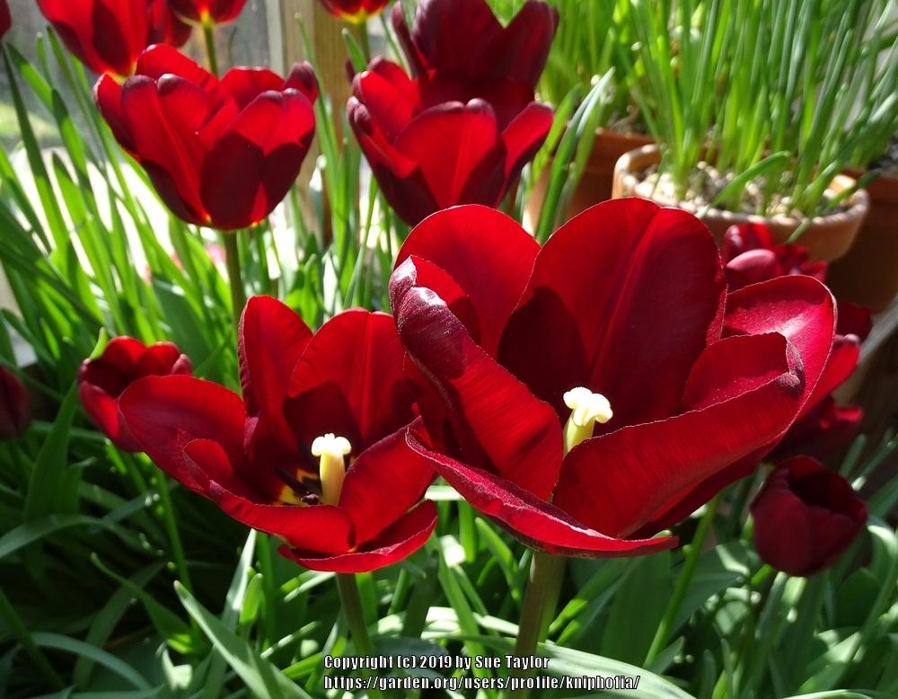 Triumph Tulip (Tulipa 'Jan Reus') in the Tulips Database - Garden.org