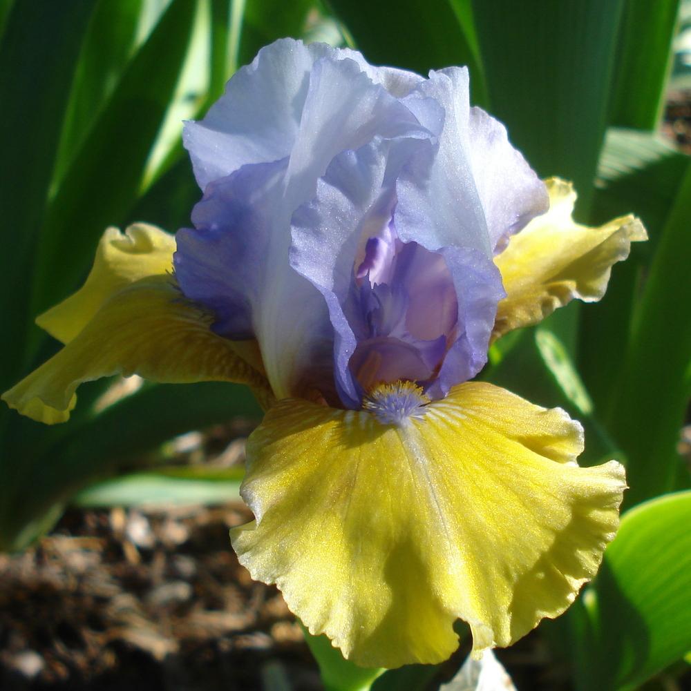 Intermediate Bearded Iris (Iris 'Bold Statement') in the Irises ...