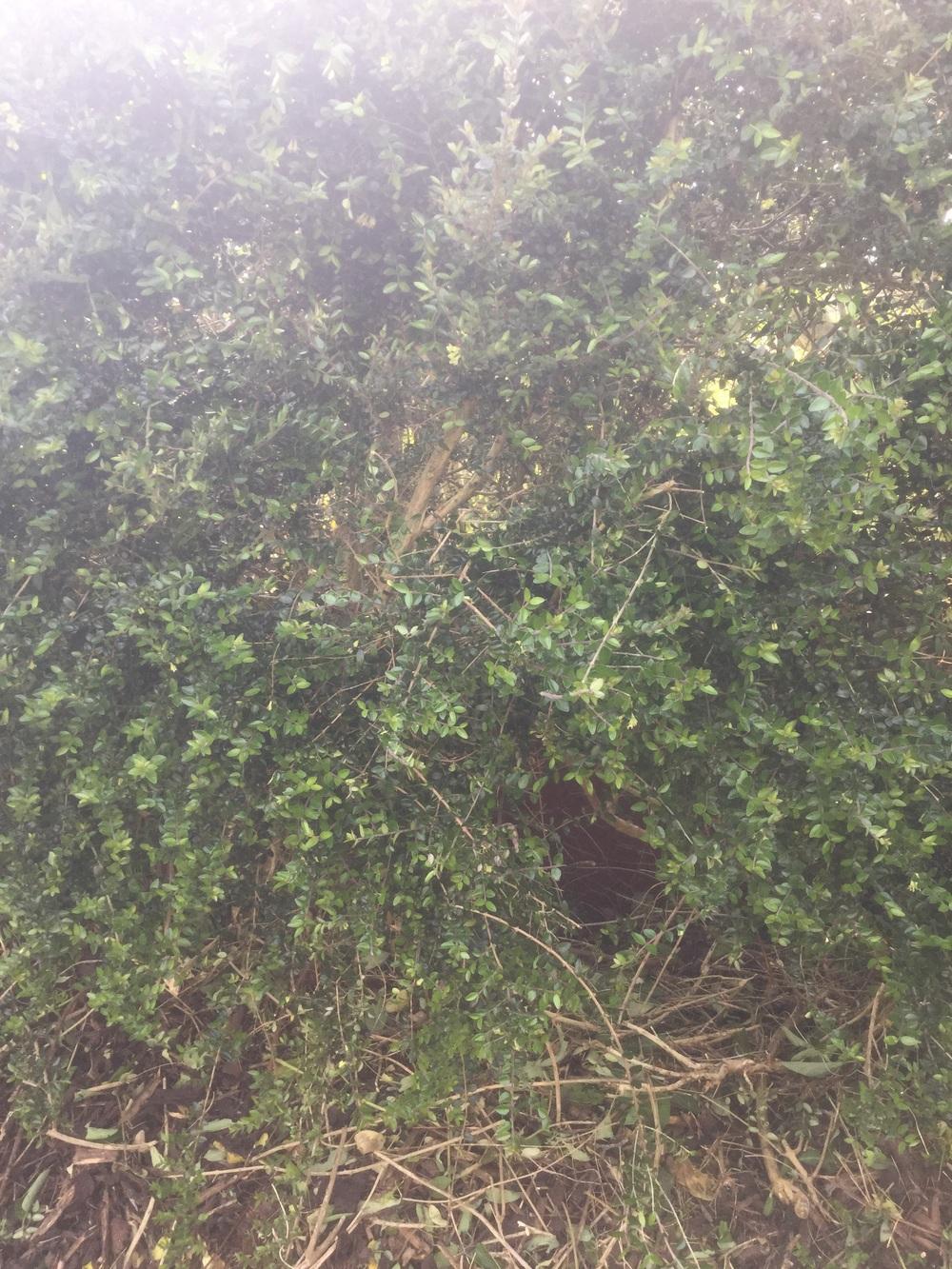 Hedge identification in the Plant ID forum - Garden.org