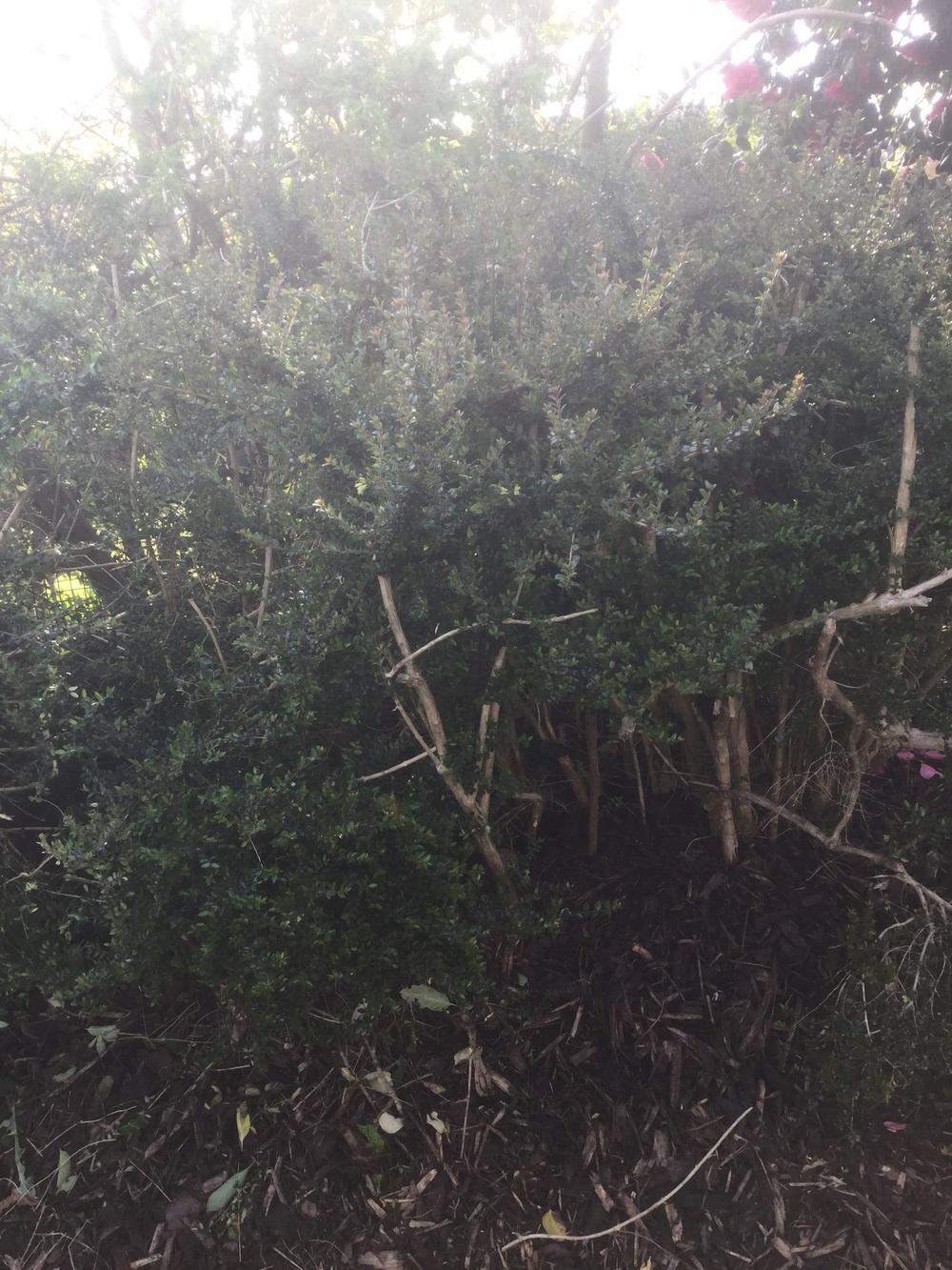 Hedge identification in the Plant ID forum - Garden.org