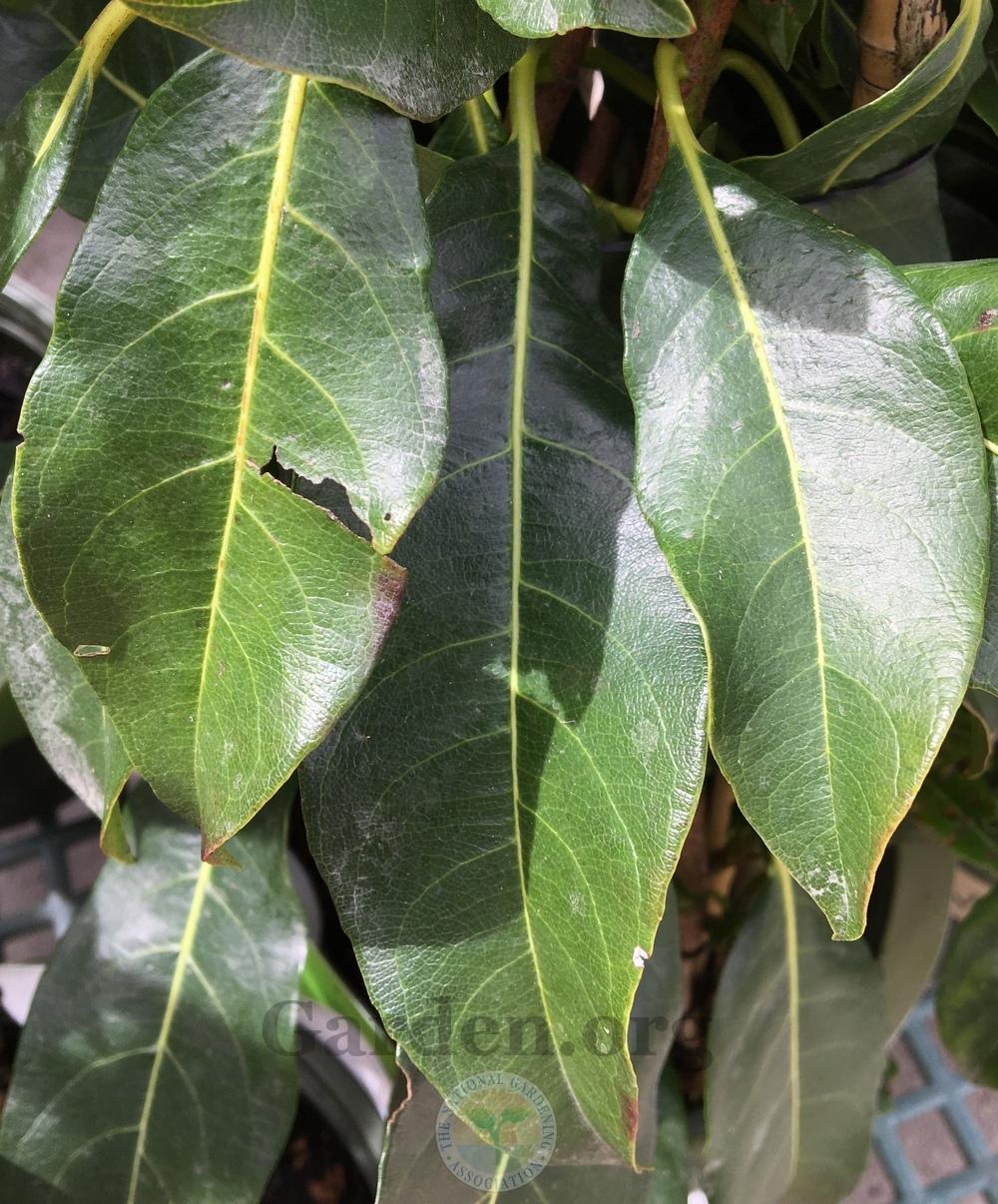 Evergreen Climbing Hydrangea (Hydrangea integrifolia 'Taiping Shan') in ...