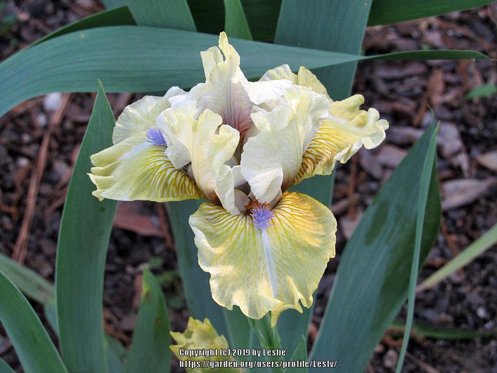 Photo of the bloom of Intermediate Bearded Iris (Iris 'Marsh Mist ...