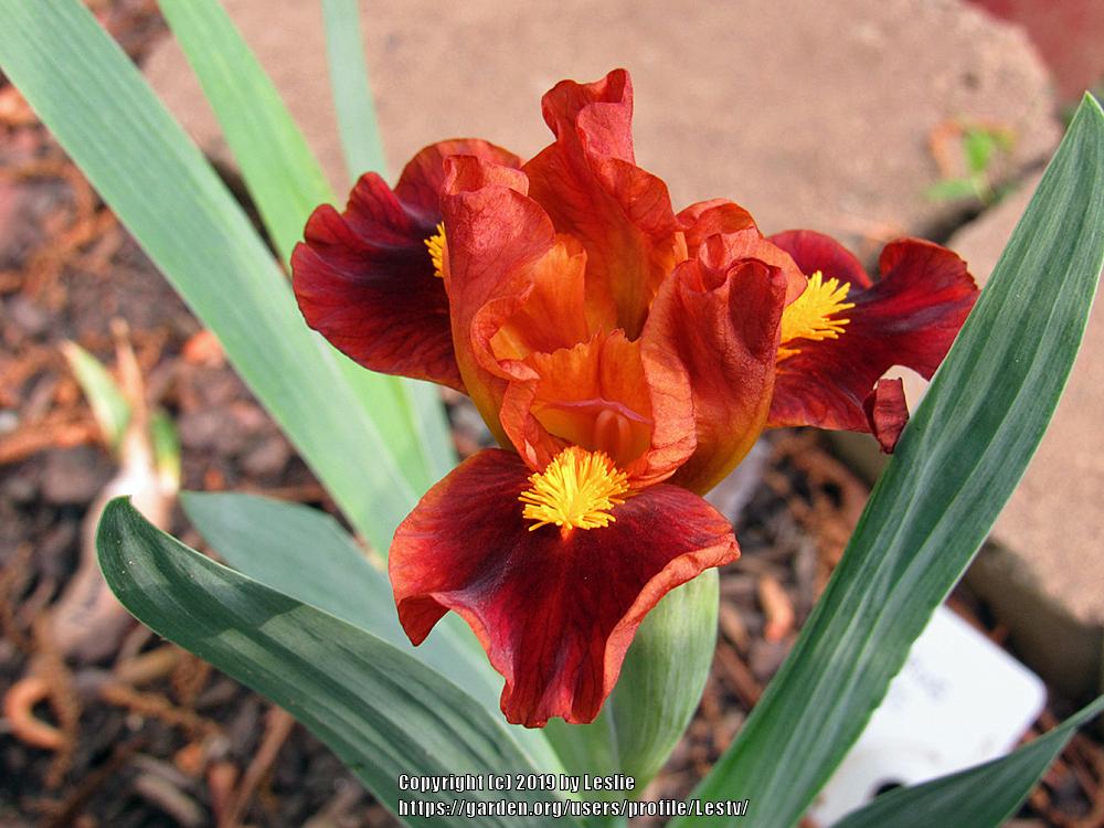 Standard Dwarf Bearded Iris (Iris 'Roaring Fire') in the Irises ...