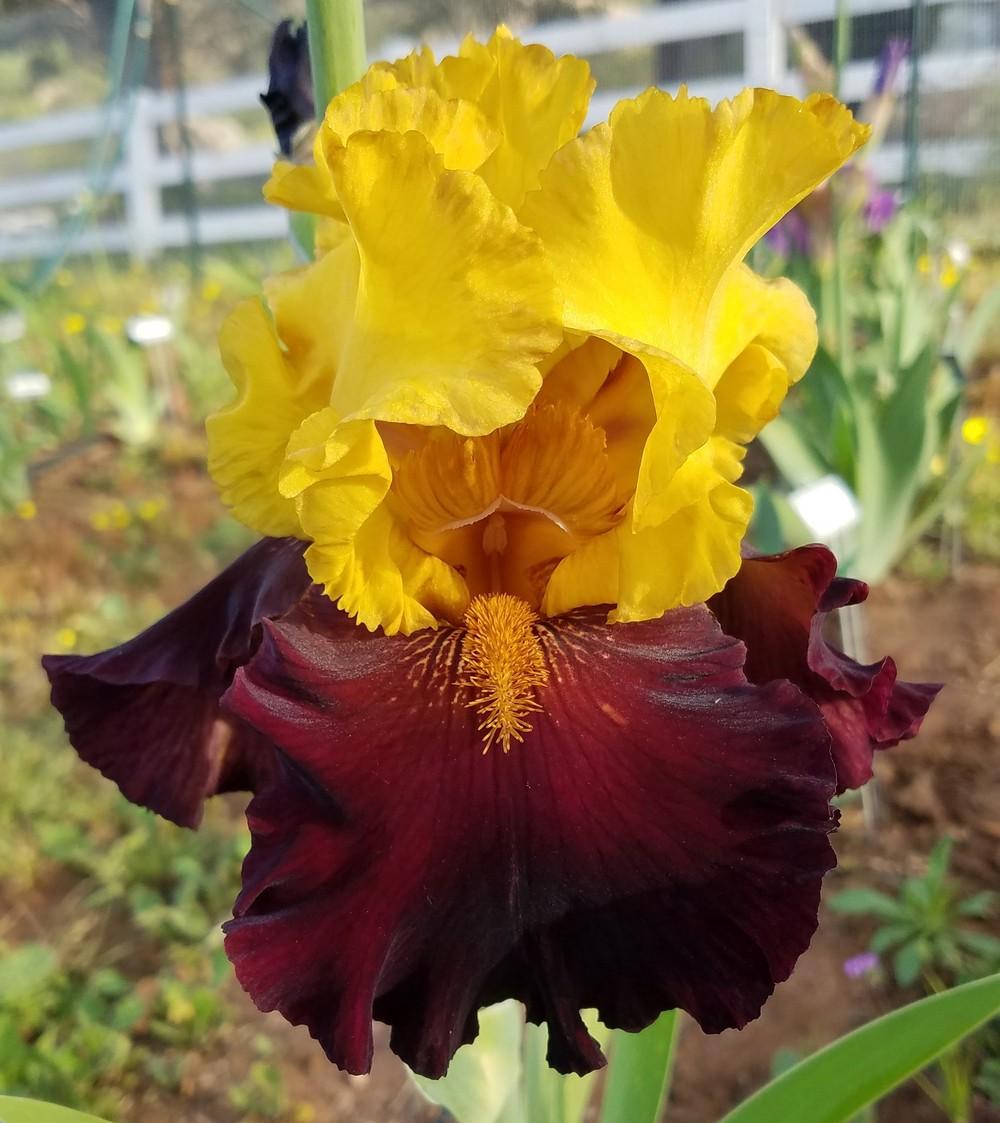 Photo of the bloom of Tall Bearded Iris (Iris 'Kathy Chilton') posted ...