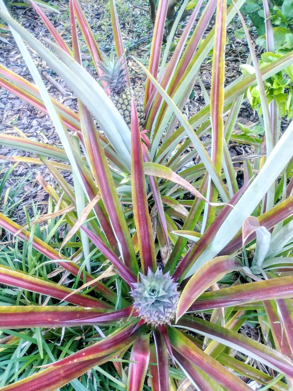 Ananas comosus in the Bromeliads forum - Garden.org