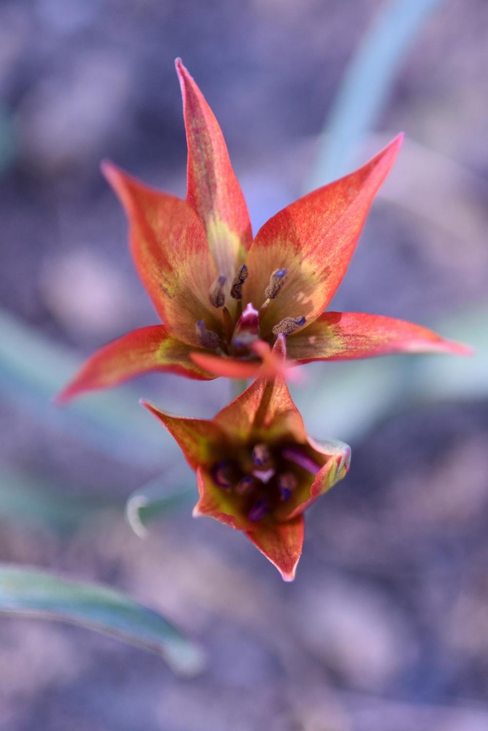 Species Tulip (Tulipa orphanidea 'Splendens') in the Tulips Database ...