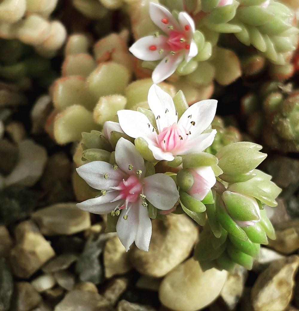 Sedums: Plant Care and Collection of Varieties - Garden.org