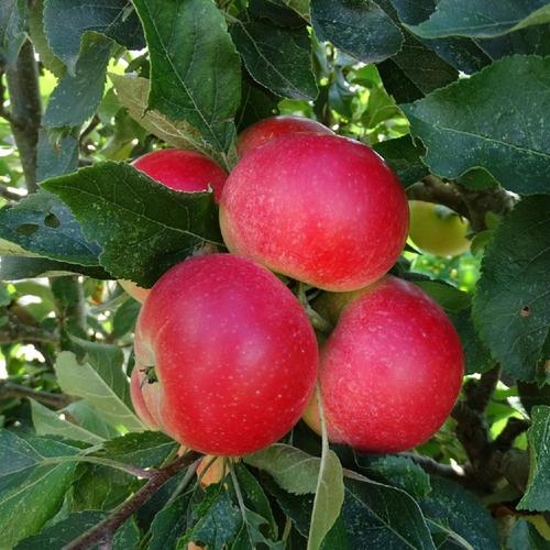 Apple (Malus domestica 'Discovery') in the Apples Database - Garden.org