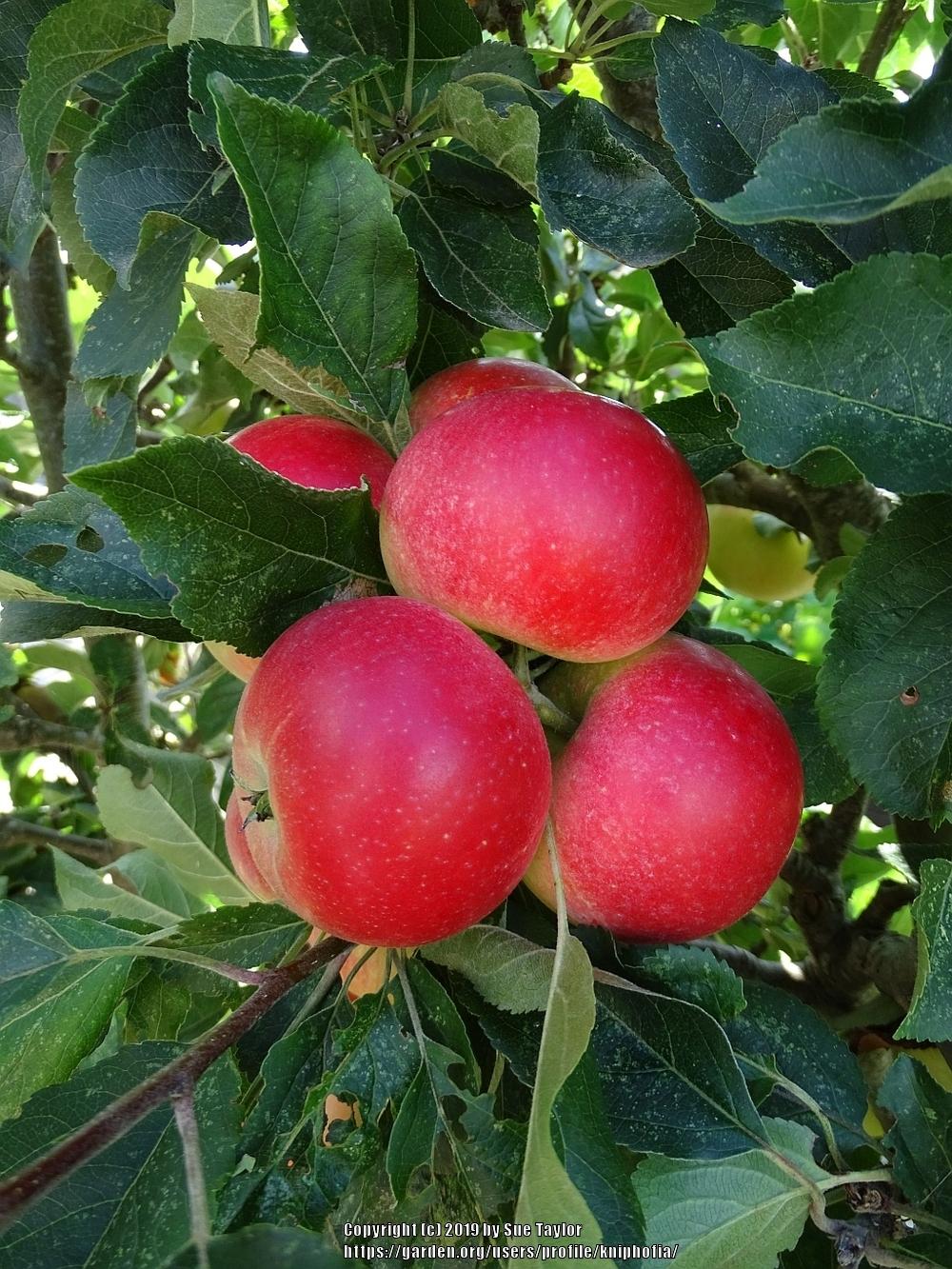 Photo of the fruit of Apple (Malus domestica 'Discovery') posted by ...