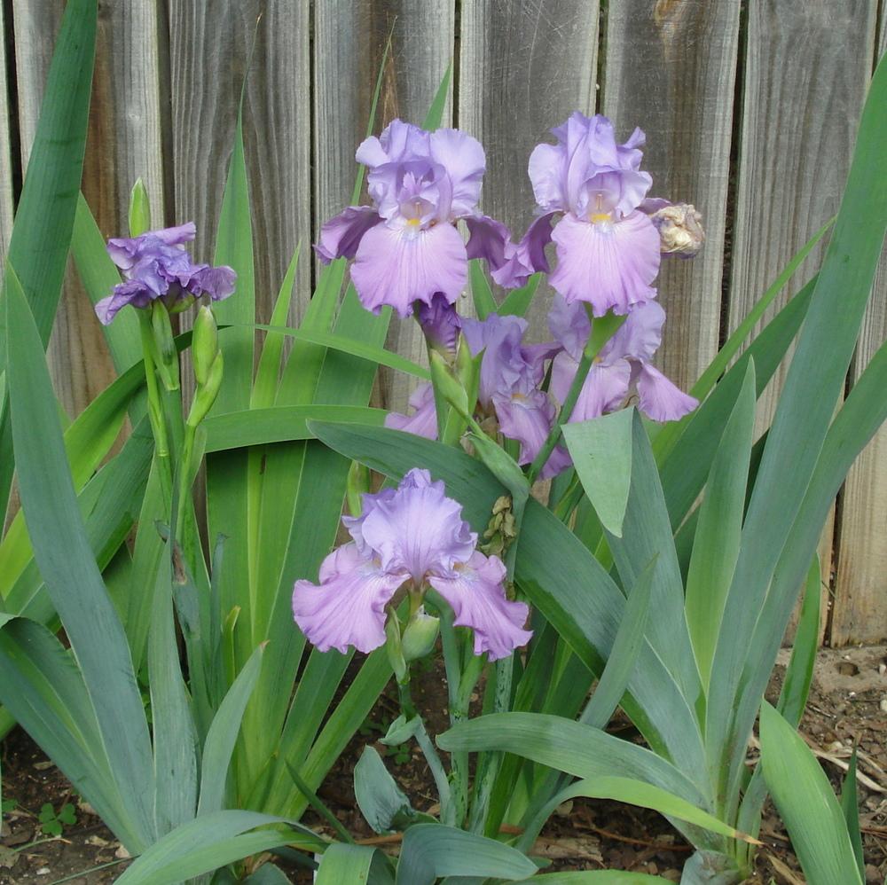 Tall Bearded Iris (Iris 'Meagan Elizabeth') in the Irises Database ...