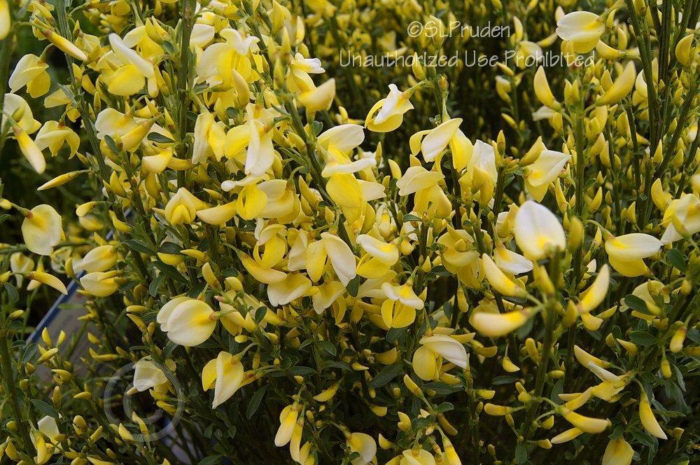 Photo of the bloom of Scotch Broom (Cytisus scoparius 'Moonlight ...