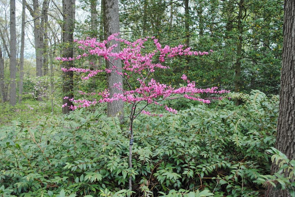 Photo of the entire plant of Eastern Redbud (Cercis canadensis var ...