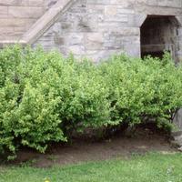 Photo of the entire plant of Alpine Currant (Ribes alpinum) posted by ...