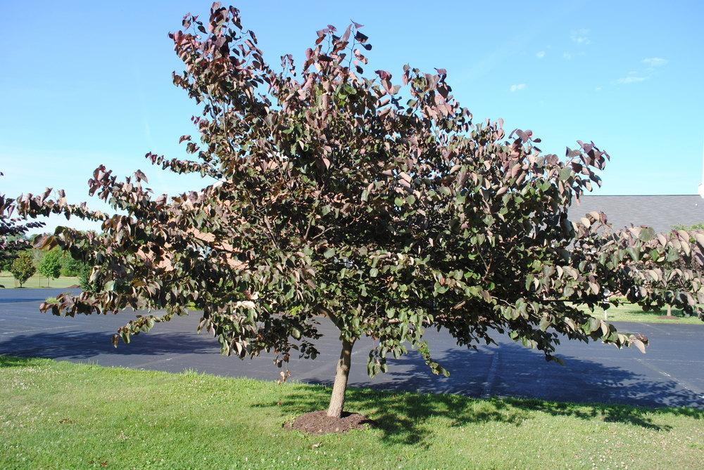 Photo of the entire plant of Eastern Redbud (Cercis canadensis 'Forest ...