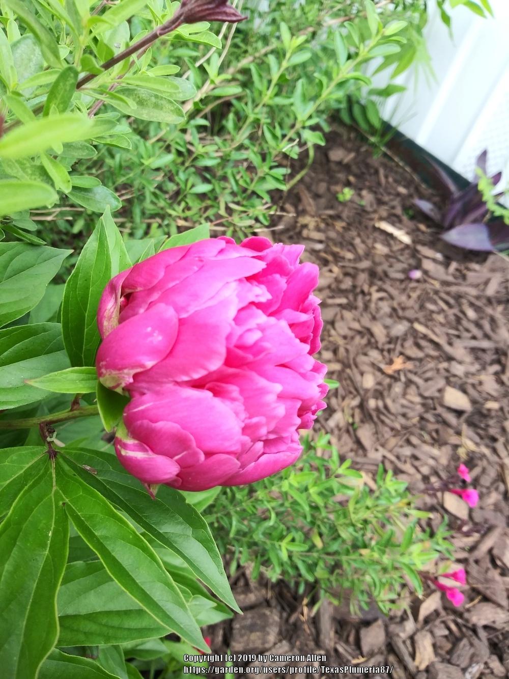 Peony ID in the Plant ID forum - Garden.org