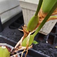 Photo of the closeup of buds, sepals and receptacles of Coconut Orchid ...