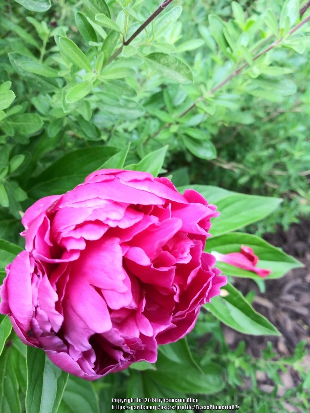 Peony ID in the Plant ID forum - Garden.org