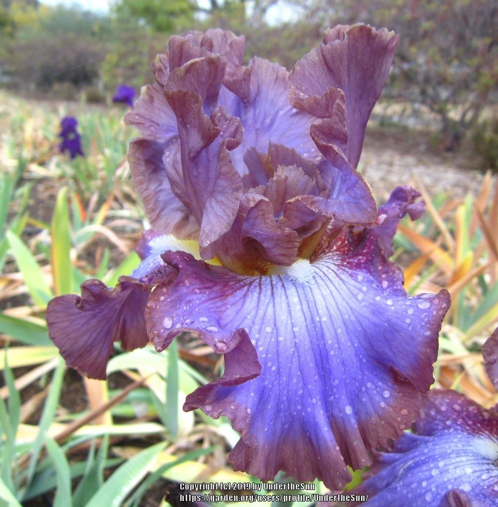 Choose 10 in the Irises forum - Garden.org