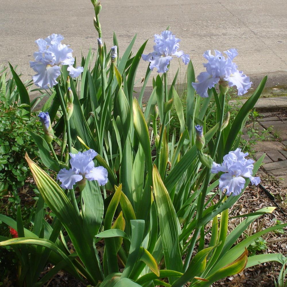 Photo of the entire plant of Iris 'Absolute Treasure' posted by ...