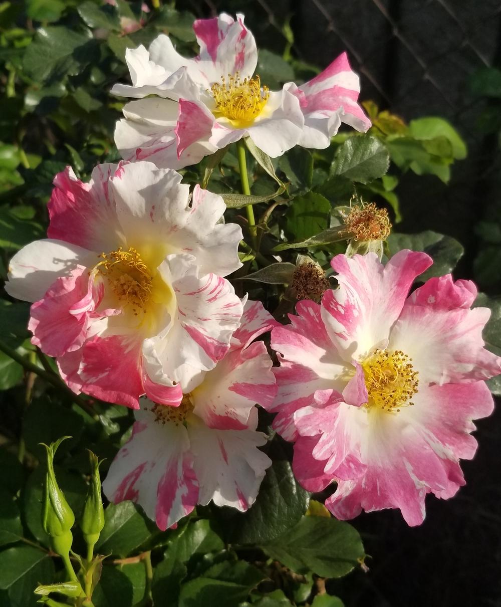 Rose identification in the Roses forum - Garden.org