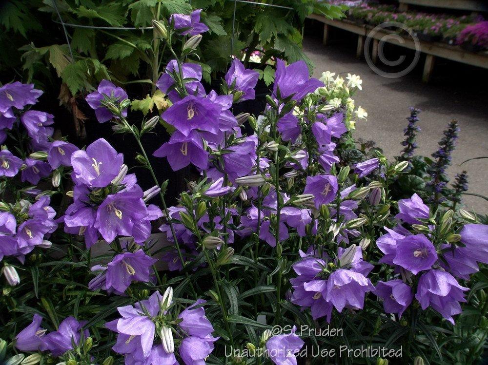 Photo of the entire plant of Bellflower (Campanula persicifolia 'Takion ...