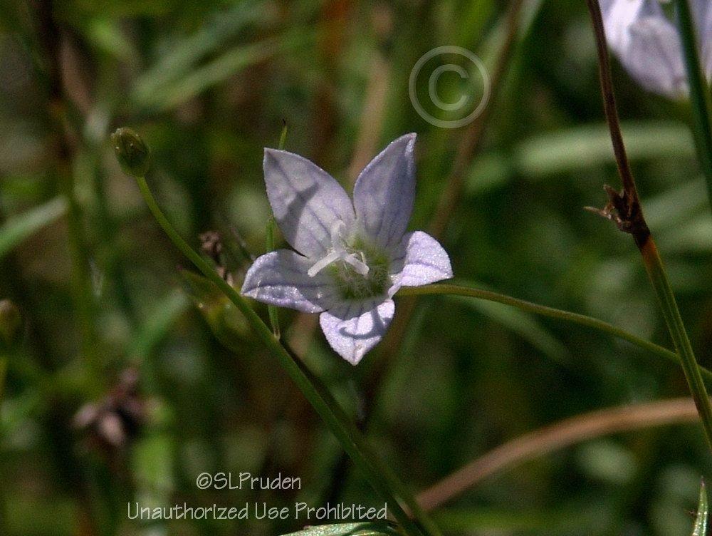 Marsh bellflower (Palustricodon aparinoides) - Garden.org