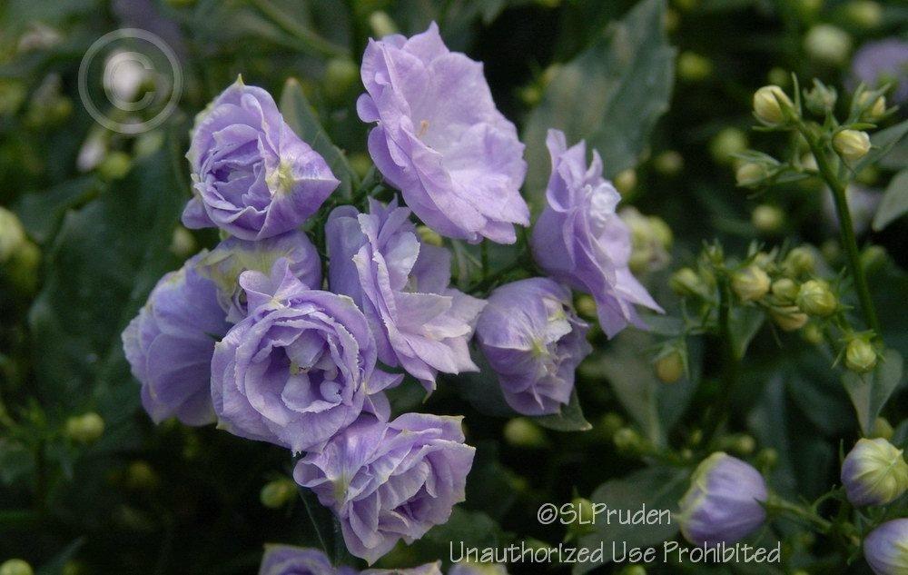 Bellflowers: Plant Care and Collection of Varieties - Garden.org