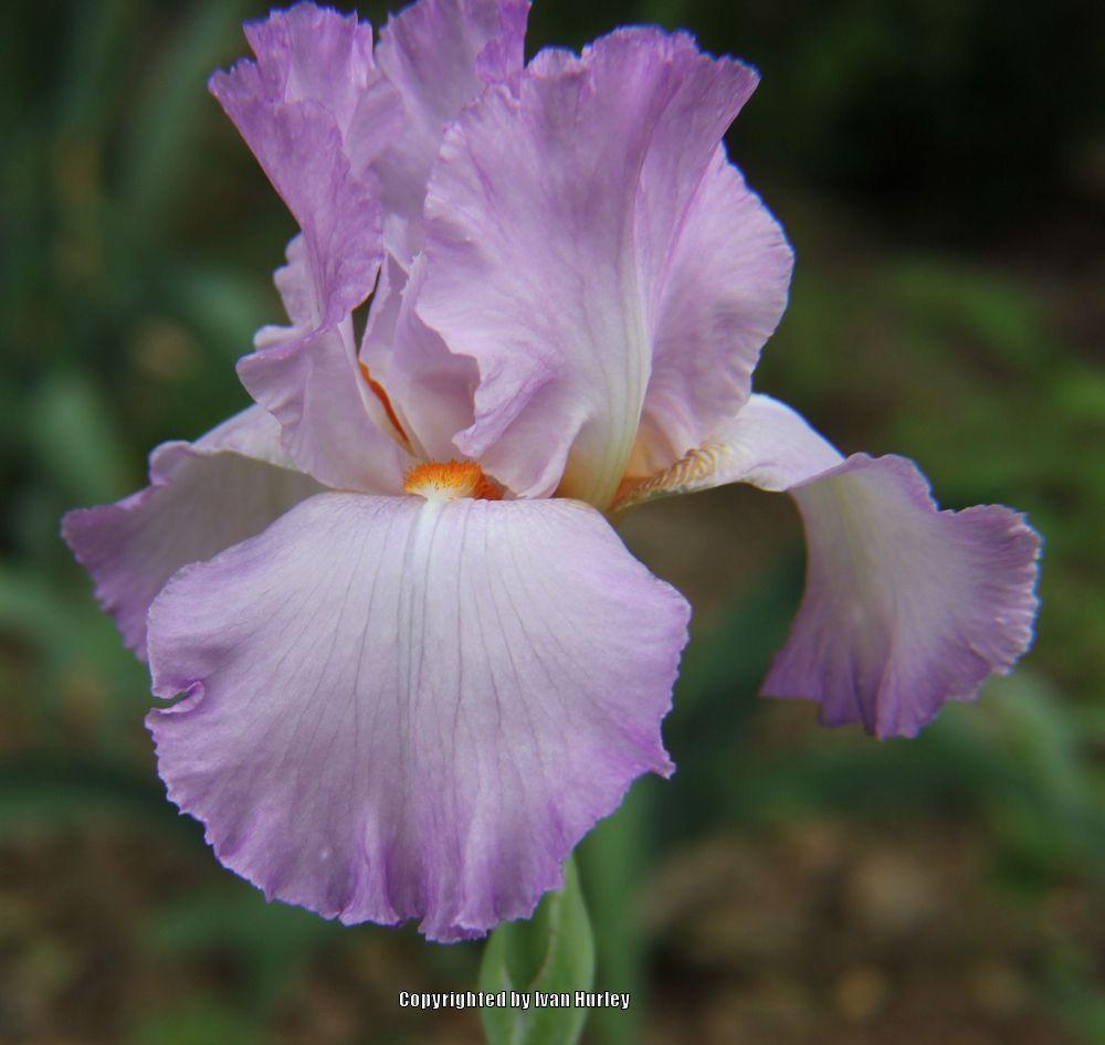 Photo of the bloom of Tall Bearded Iris (Iris 'Starcrest') posted by ...