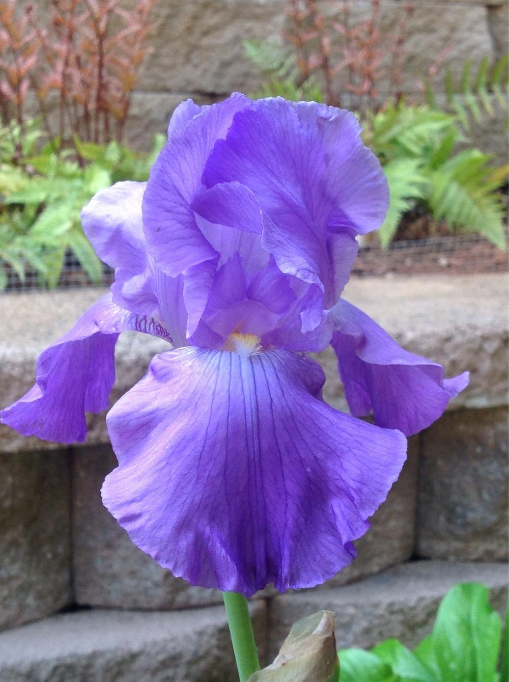 ID Violet Tall Bearded Iris First Violet? in the Irises forum - Garden.org
