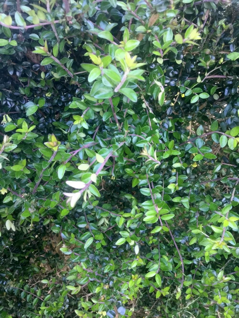 Hedge identification in the Plant ID forum - Garden.org