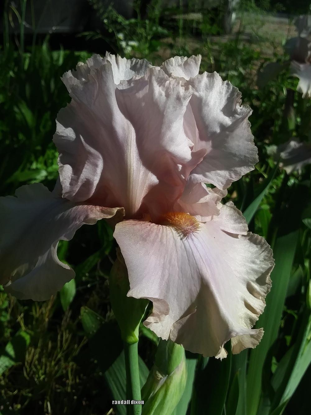 Tall Bearded Iris (Iris 'French Rose') in the Irises Database - Garden.org
