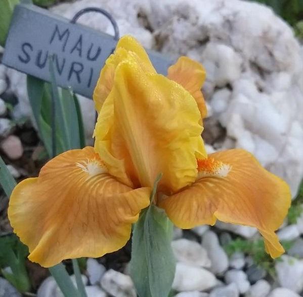 Standard Dwarf Bearded Iris (Iris 'Maui Sunrise') in the Irises ...